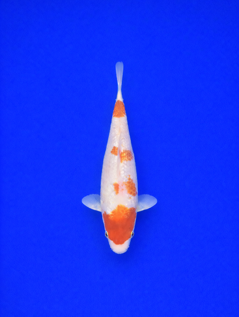 Gin Rin Kohaku Koi 25cm at Koi Water Ways – KOI WATER WAYS